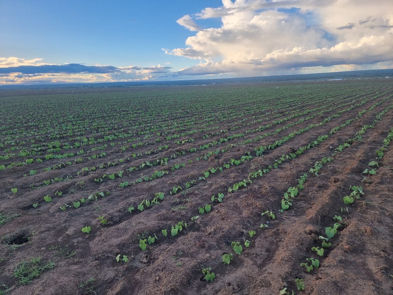 Joe Kariuki, Kenya's GPC Company Nominated For Top African Farming Award